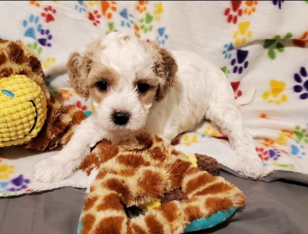 Gallery – Sweet Doodles and Poos